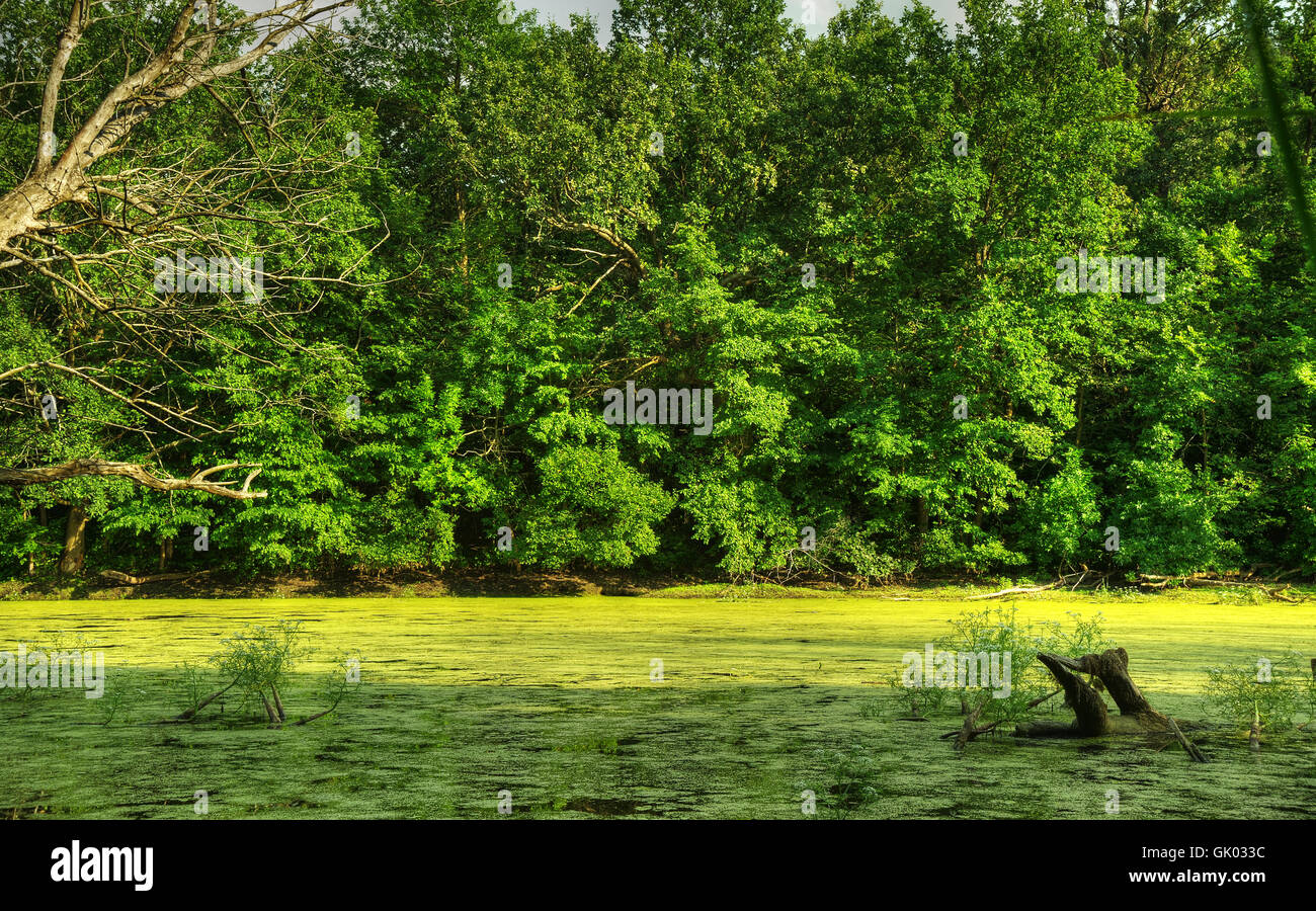 Marsh terrain hi-res stock photography and images - Alamy