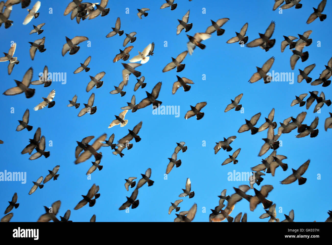 many flying pigeons Stock Photo - Alamy