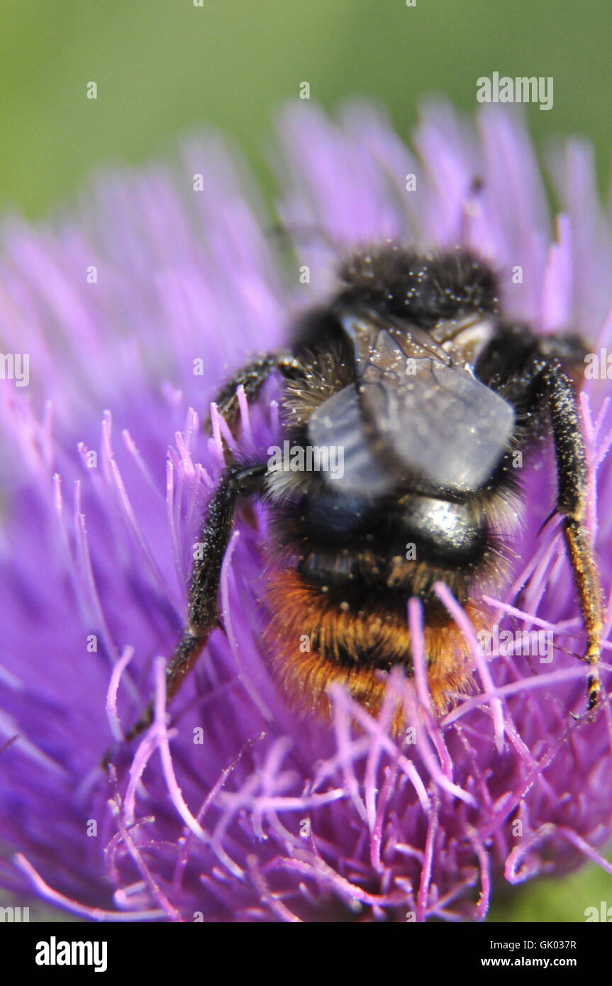 Bumblebee on flower Stock Photo - Alamy