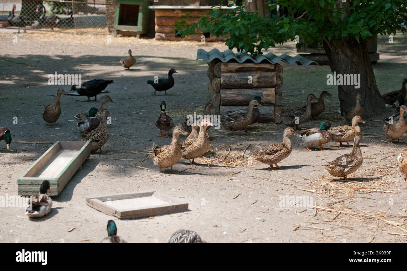Poultry yard hi-res stock photography and images - Alamy