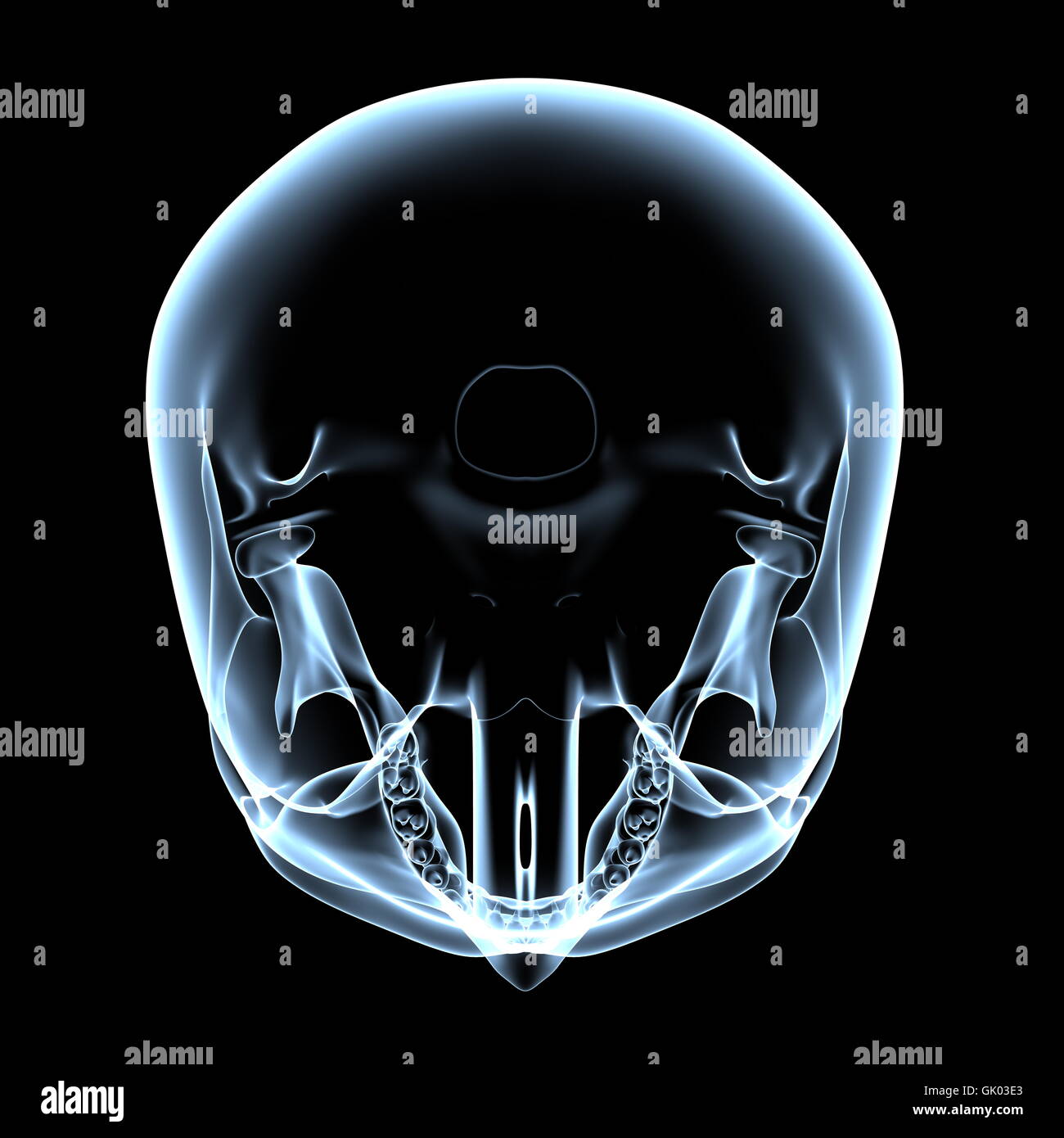 Human Skull - X-Ray Top View Stock Photo - Alamy