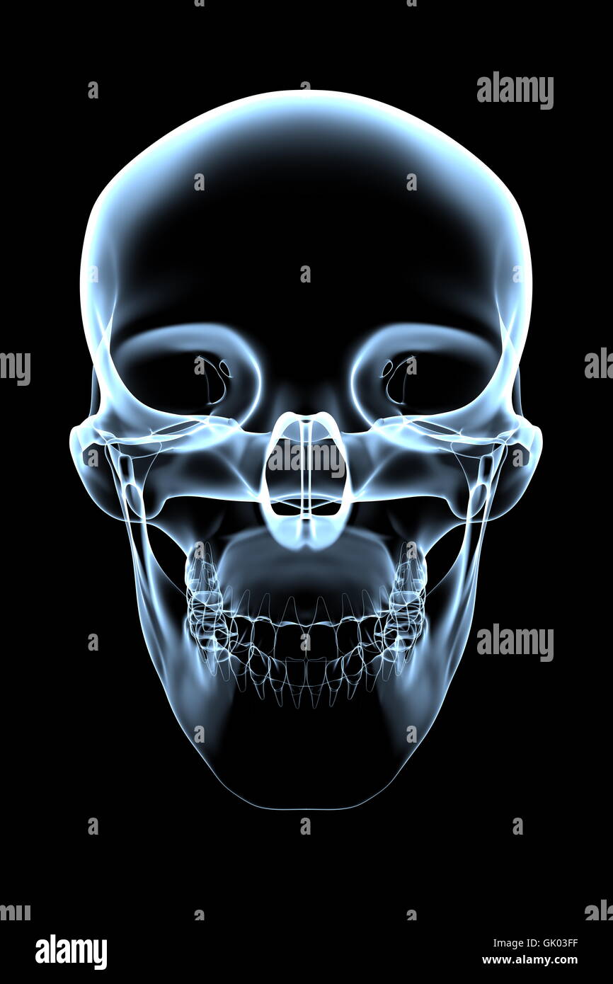 Human Skull - X-Ray Front View Stock Photo - Alamy