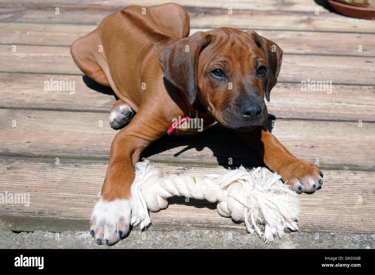 Rhodesian ridgeback puppy hi-res stock photography and images - Alamy
