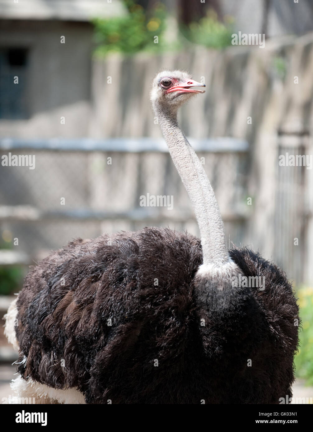 Ostrich pose hi-res stock photography and images - Alamy