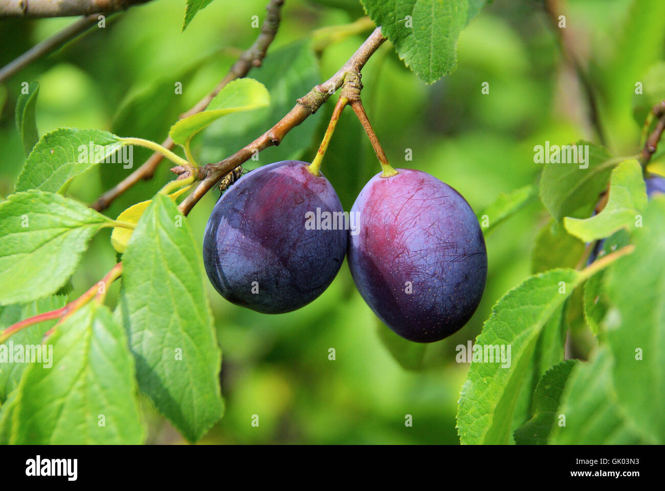 plum tree - plum tree 04 Stock Photo - Alamy