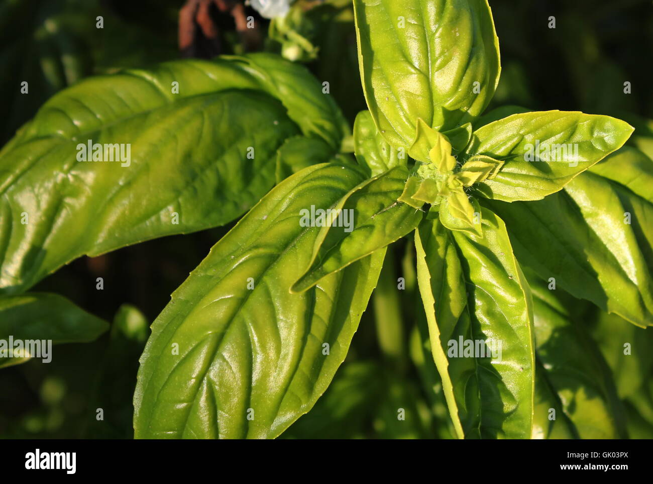 Basilic leaves hi-res stock photography and images - Alamy