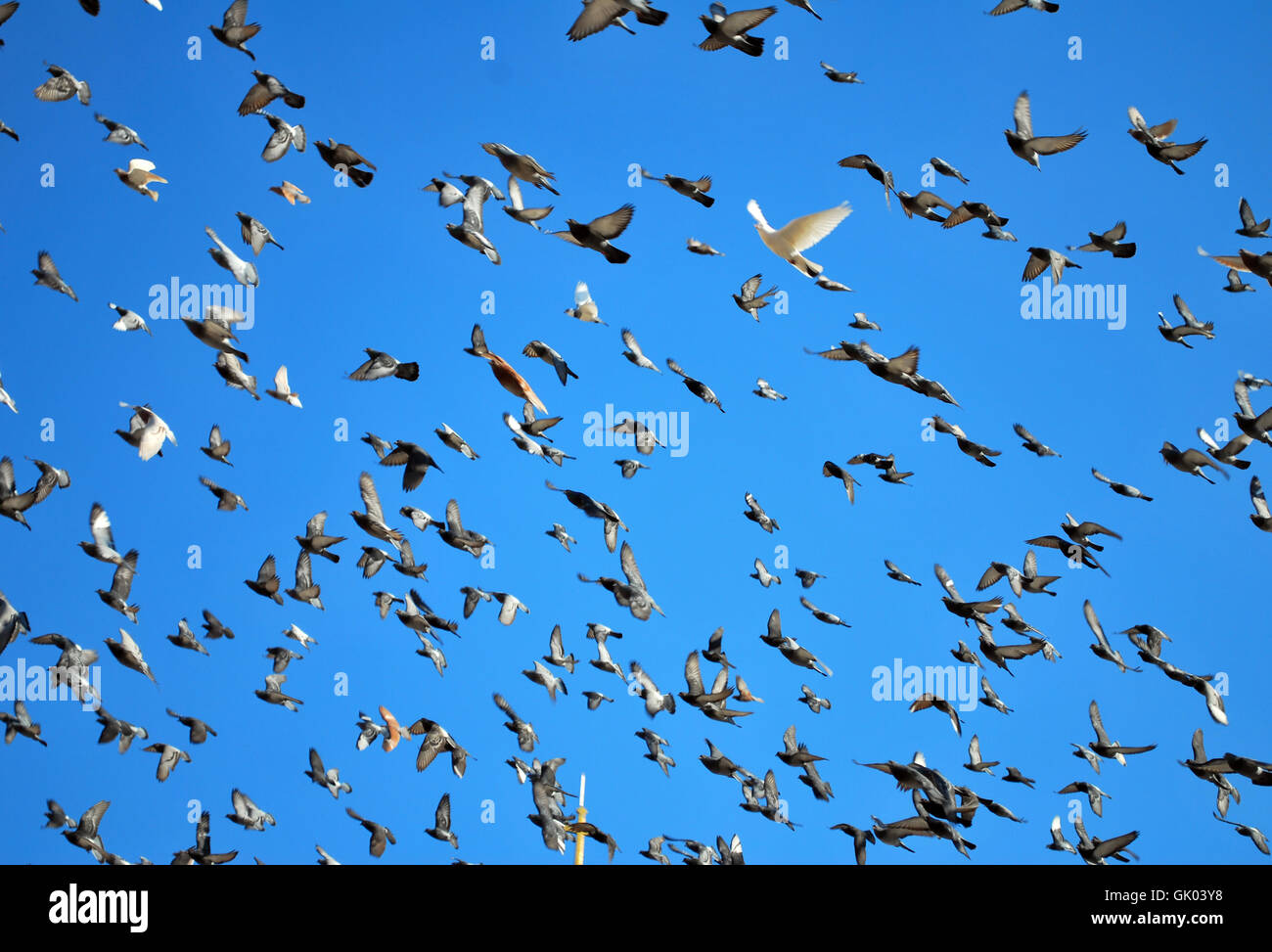 many flying pigeons Stock Photo - Alamy