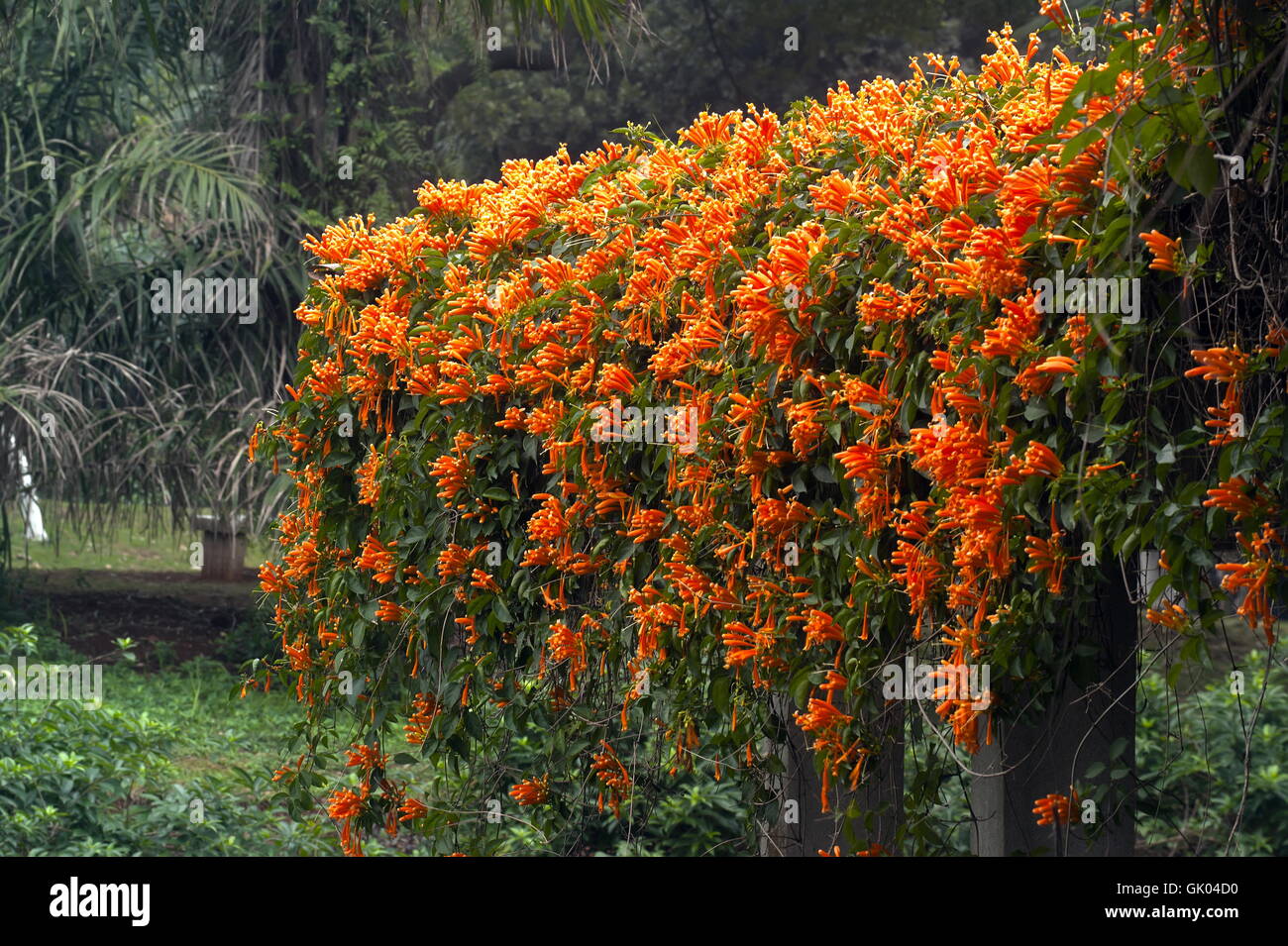 Firecracker vine hi-res stock photography and images - Alamy