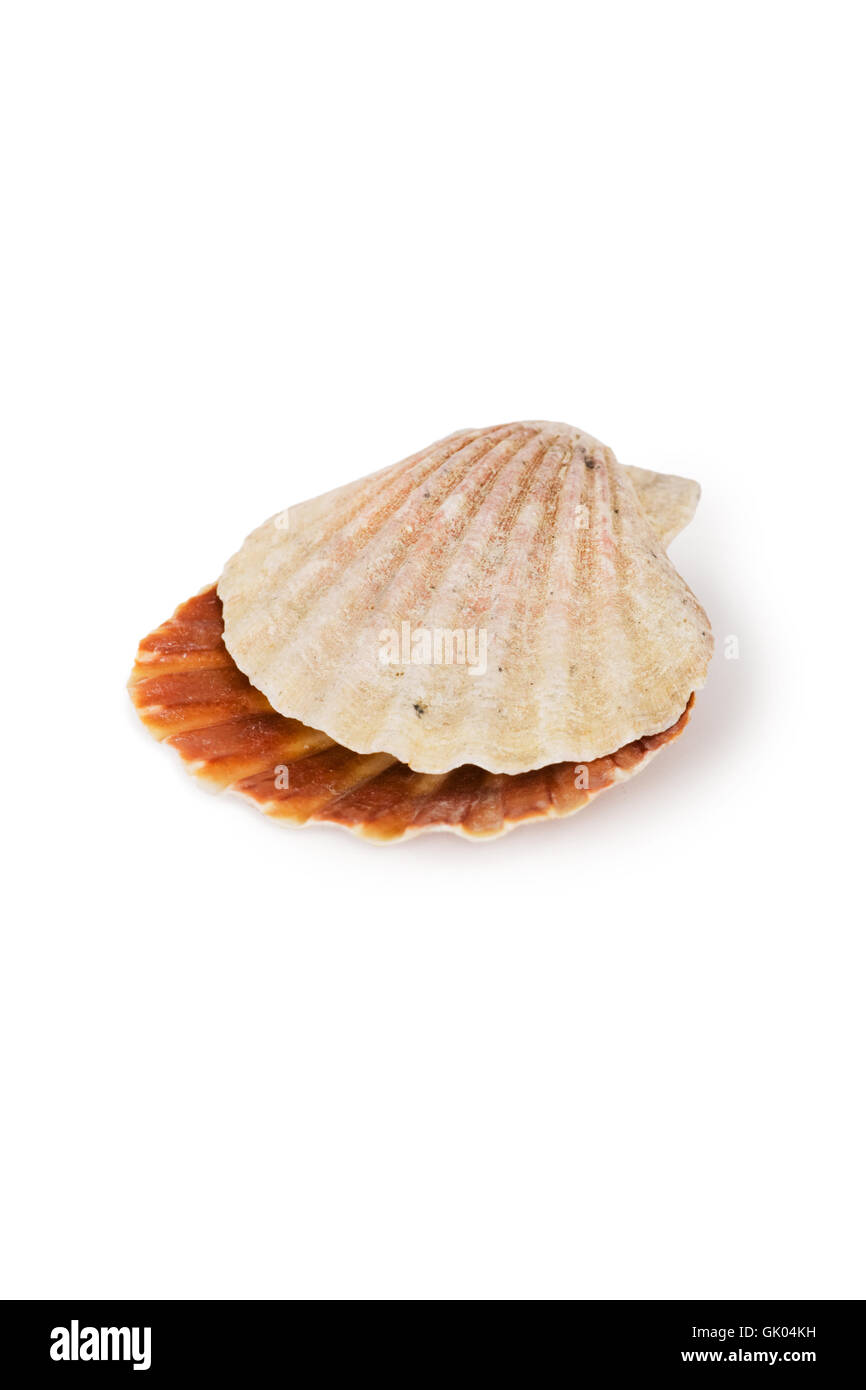 Isolated white shell hi-res stock photography and images - Alamy