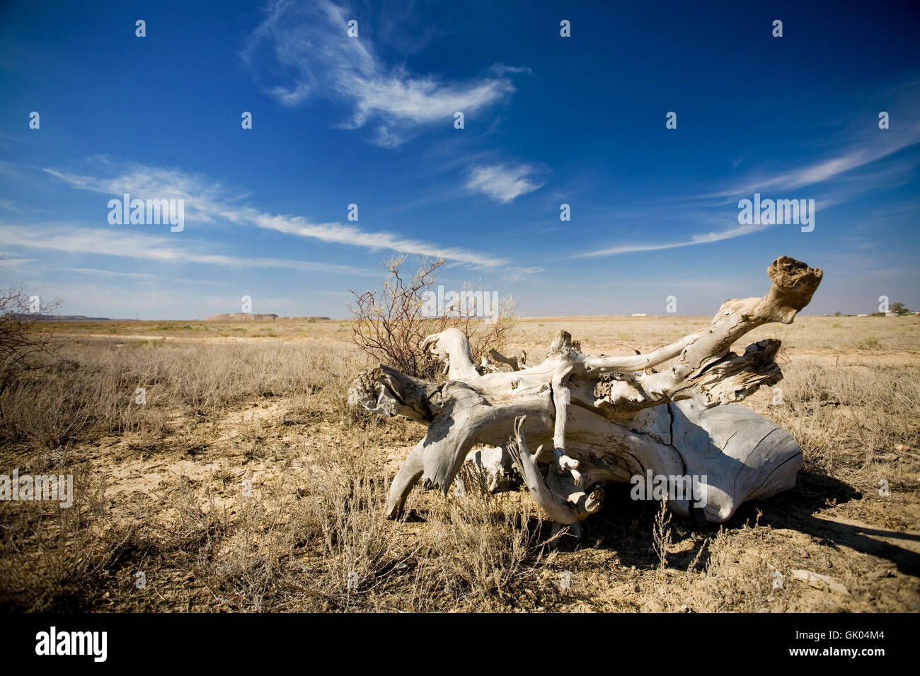 landscape with dry tree Stock Photo - Alamy