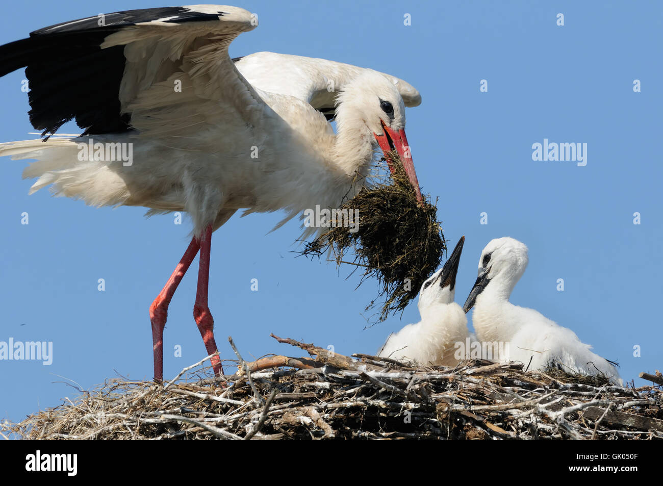 Brood ii hi-res stock photography and images - Alamy
