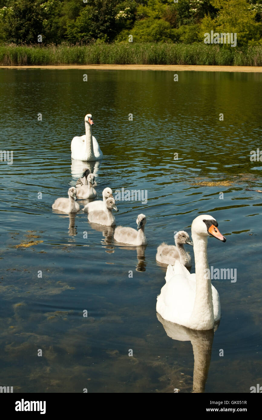 Russian swan lake cover hi-res stock photography and images - Alamy