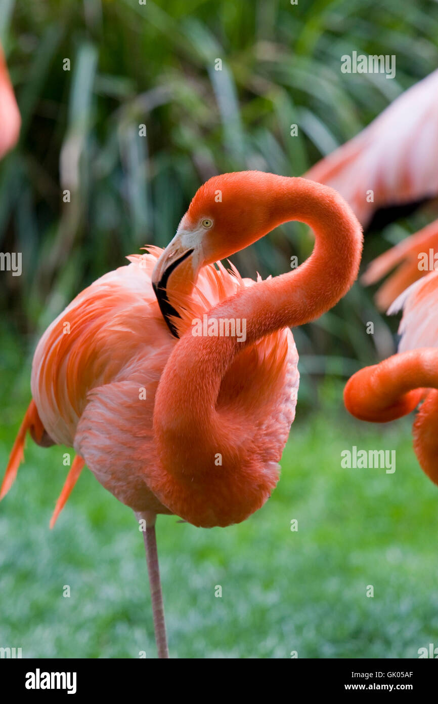 Quotbeauty of naturequot hi-res stock photography and images - Alamy