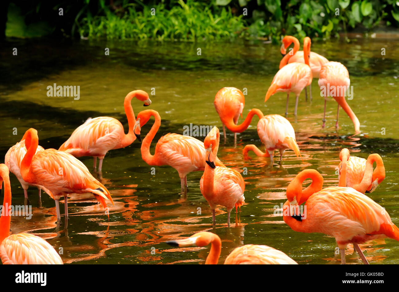flamingo beautiful beauteously Stock Photo - Alamy