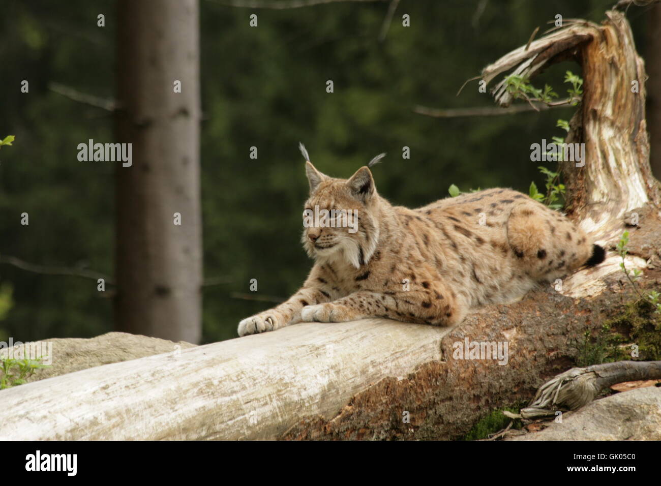 Bayerischer wald lynx hi-res stock photography and images - Alamy