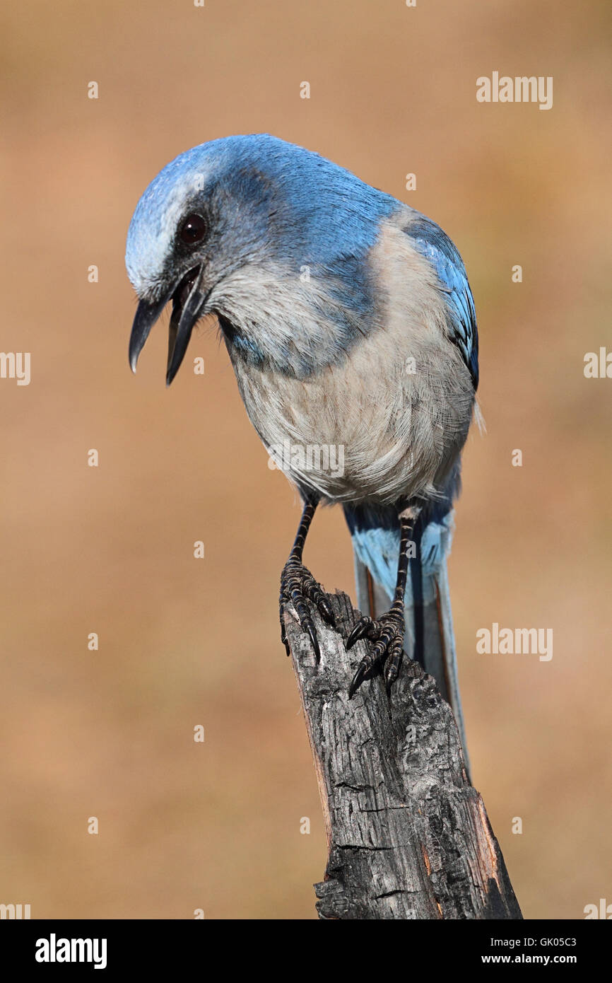 bird wildlife jay Stock Photo - Alamy
