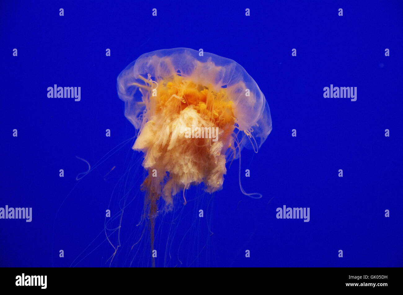 Blue medusa hi-res stock photography and images - Alamy