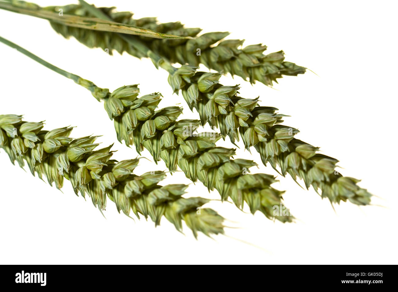 gersten - ears isolated Stock Photo - Alamy