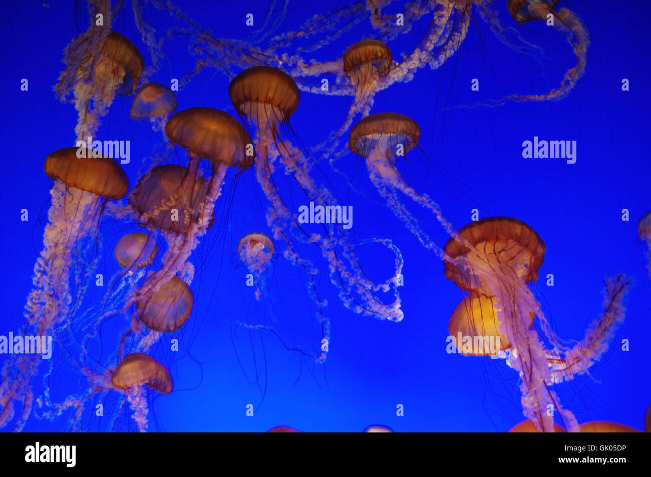 Blue medusa hi-res stock photography and images - Alamy