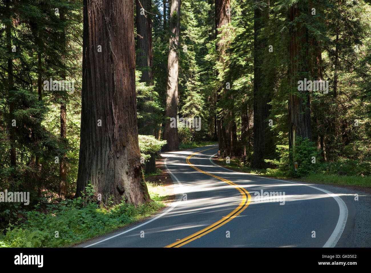 highway through the redwoods Stock Photo - Alamy