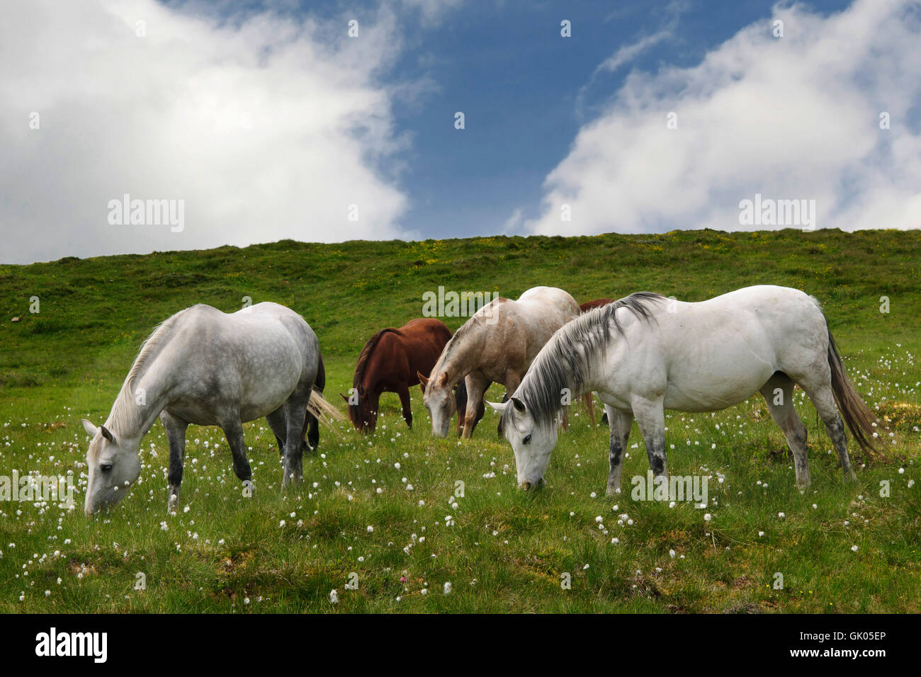 Horses go hi-res stock photography and images - Alamy