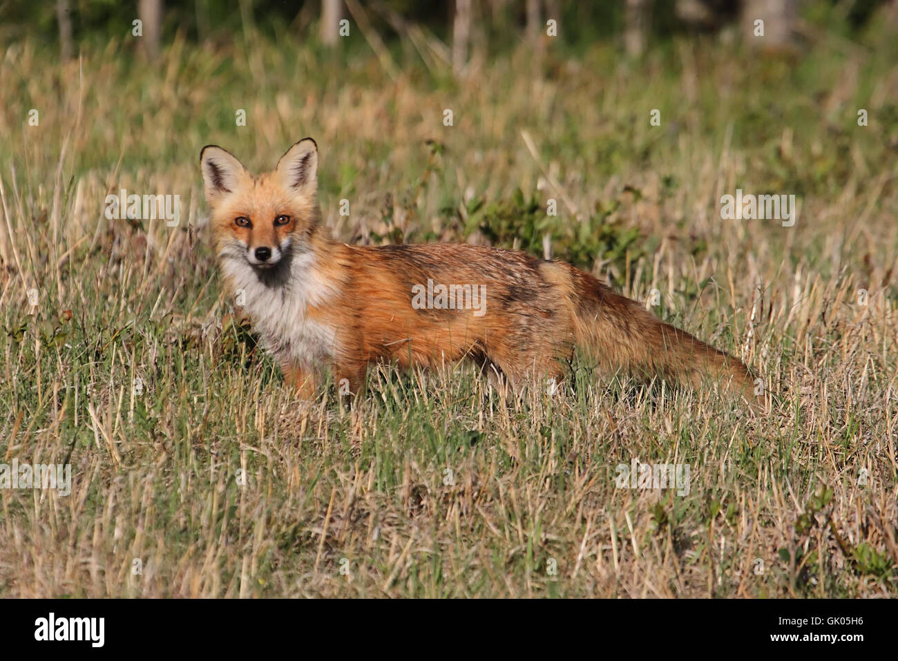 animal mammal wild Stock Photo - Alamy