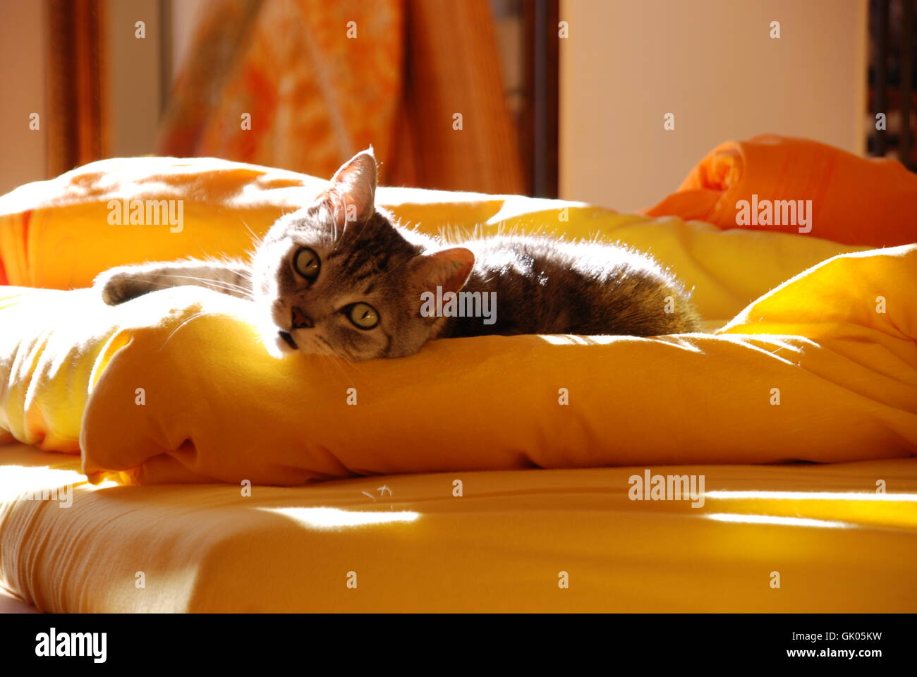 cat in bed Stock Photo - Alamy