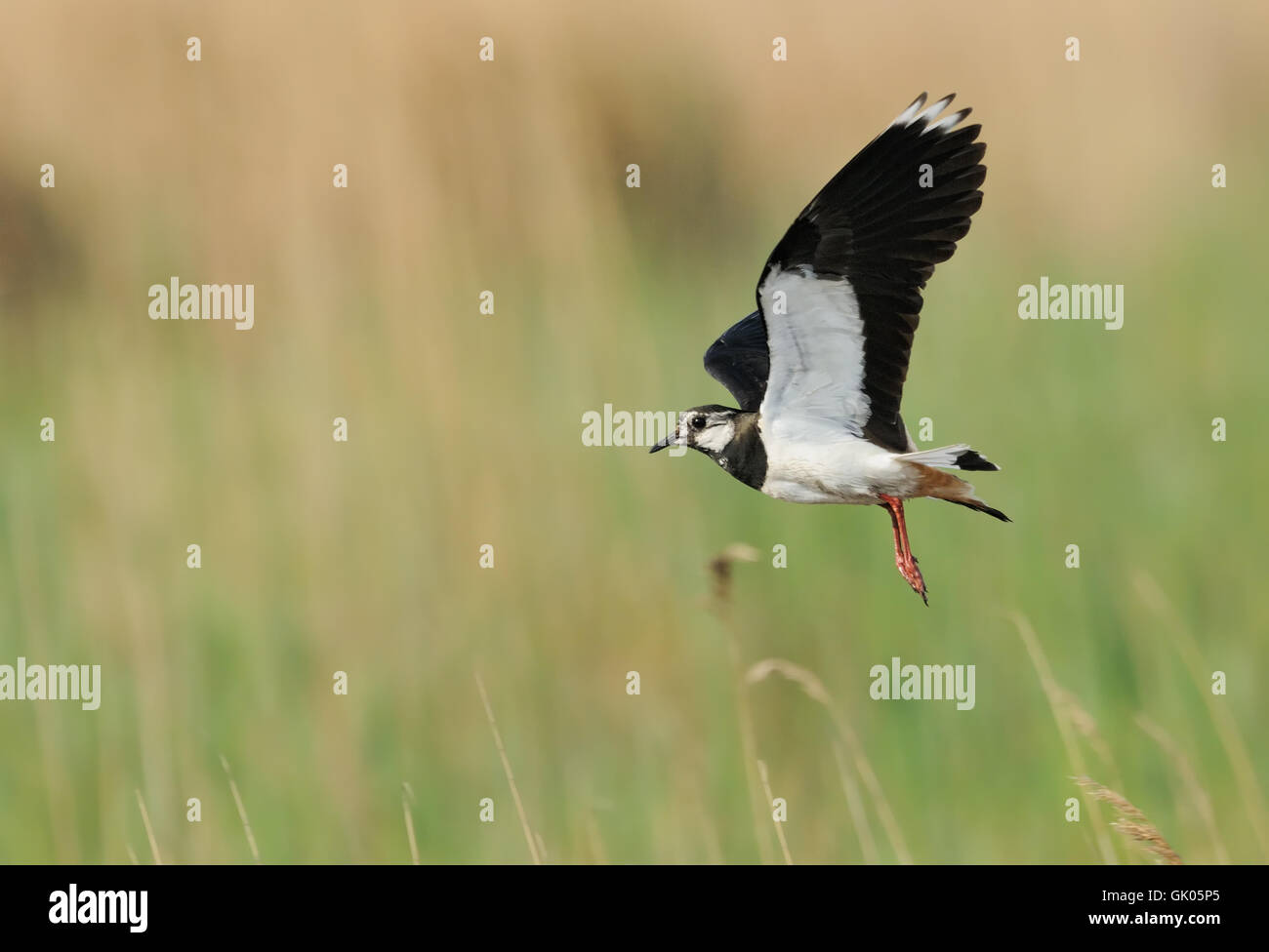 lapwing in flight 2 Stock Photo - Alamy