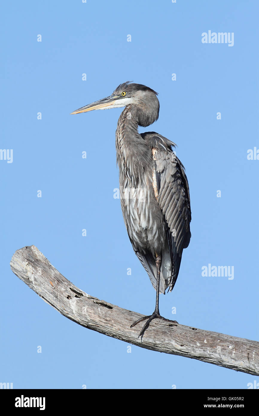 Birds wildlife great blue heron hi-res stock photography and images - Alamy