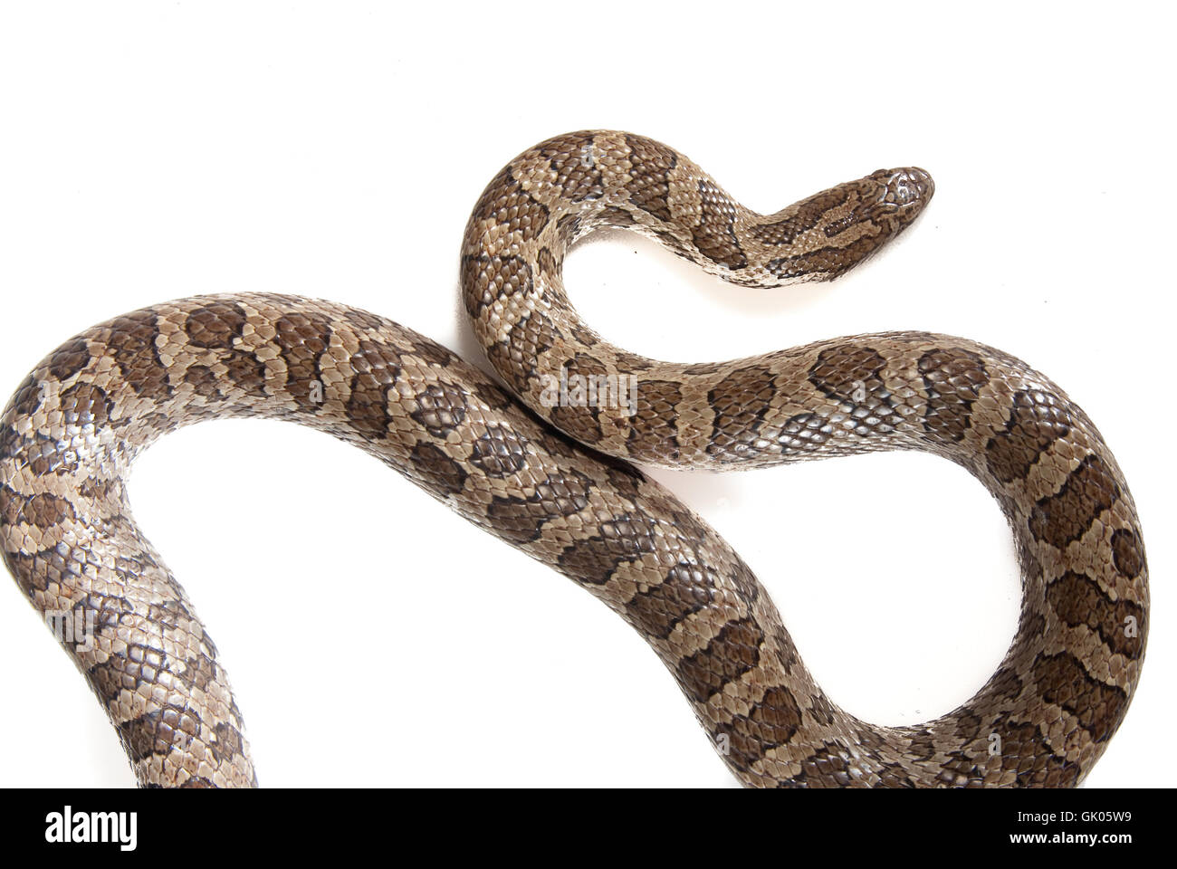 Animal creature hi-res stock photography and images - Alamy