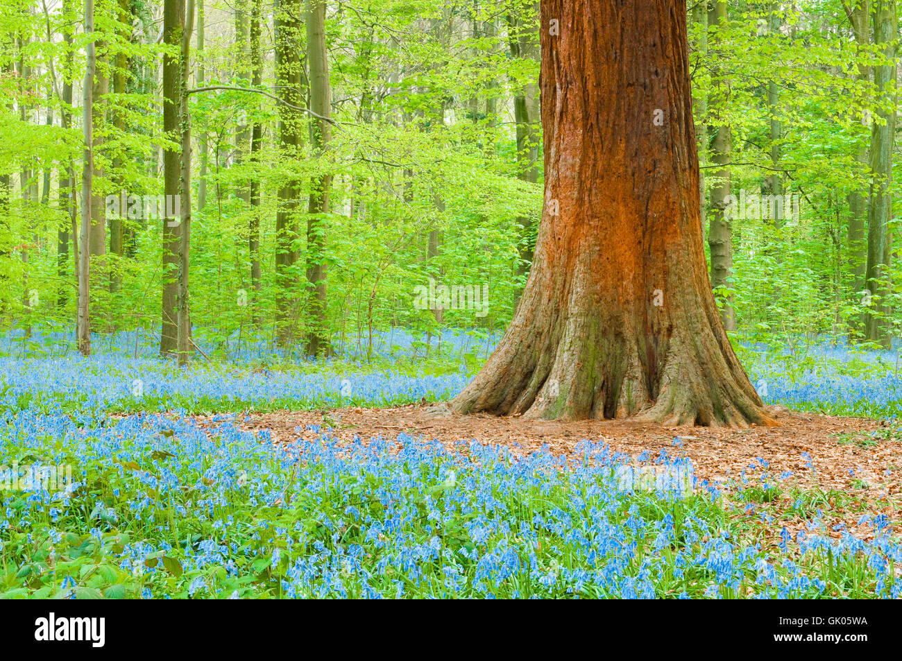 tree wood flower Stock Photo - Alamy