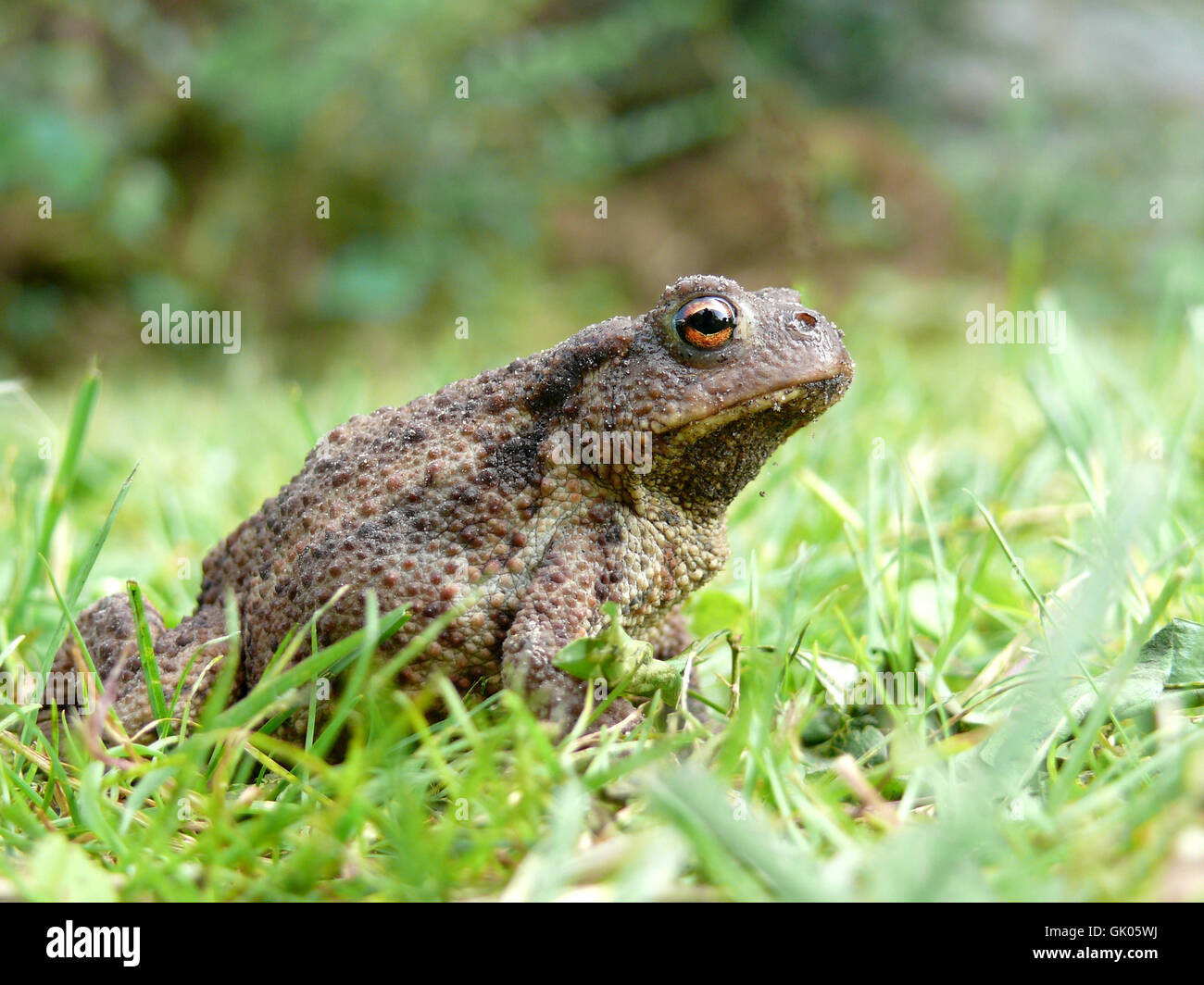 Mummelmakro hi-res stock photography and images - Alamy