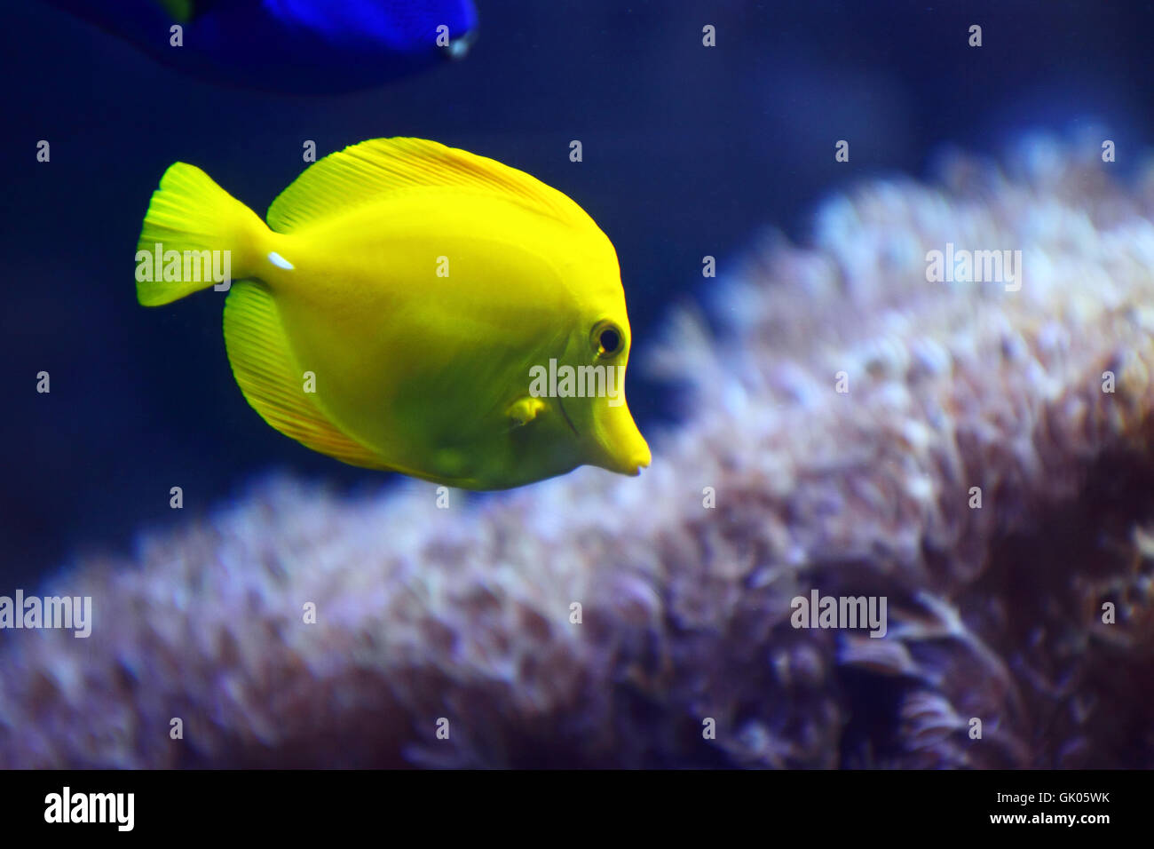 Fish fauna hi-res stock photography and images - Alamy