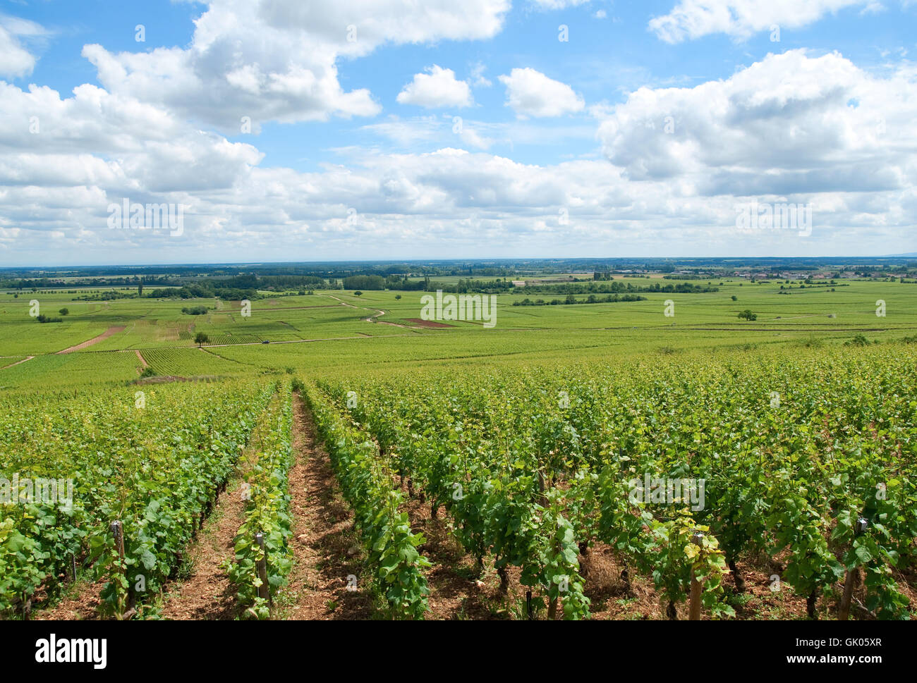 Meursault grape harvest hi-res stock photography and images - Alamy