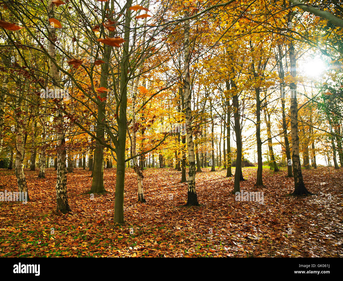 tree trees park Stock Photo - Alamy