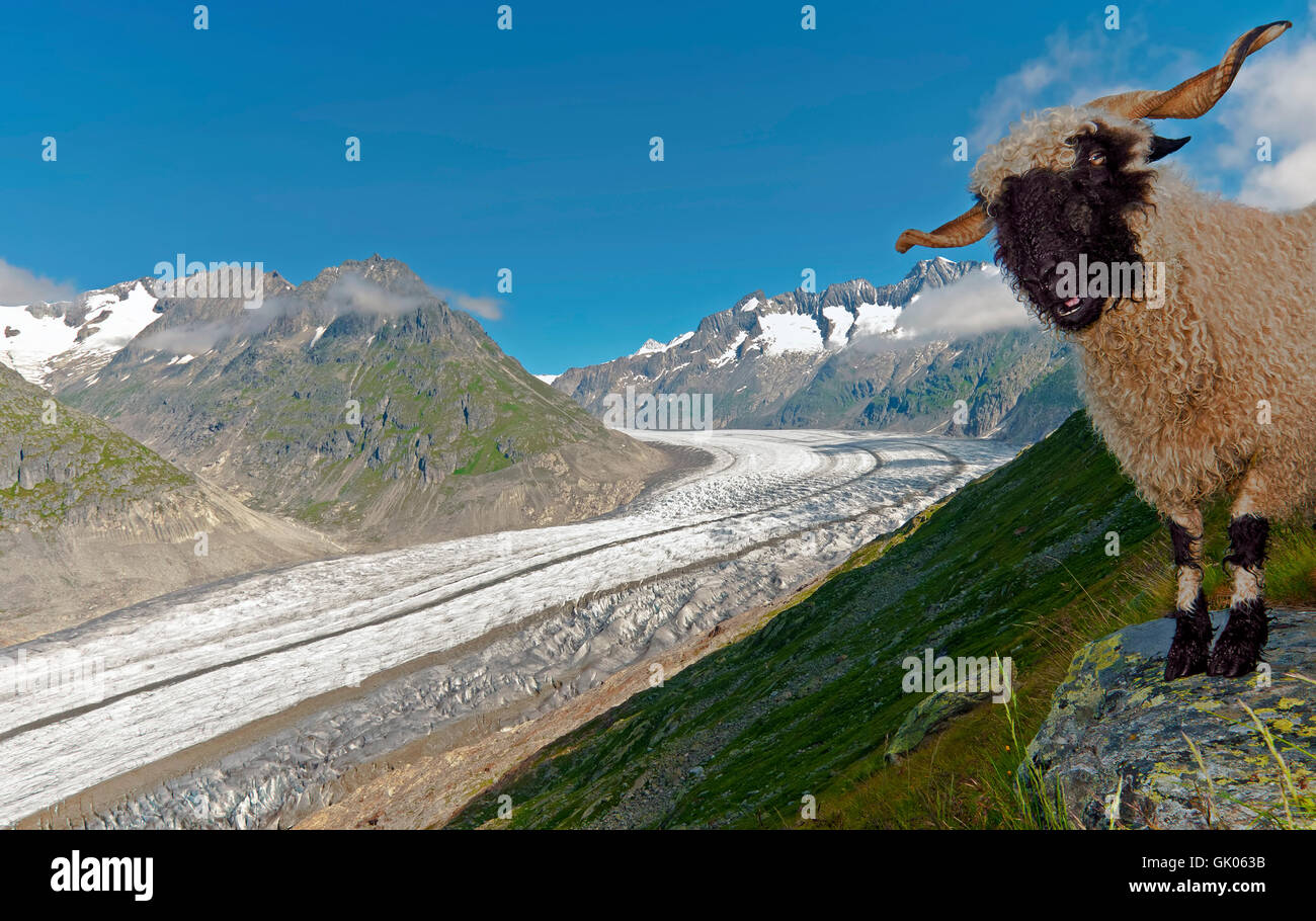 Sheep switzerland hi-res stock photography and images - Alamy