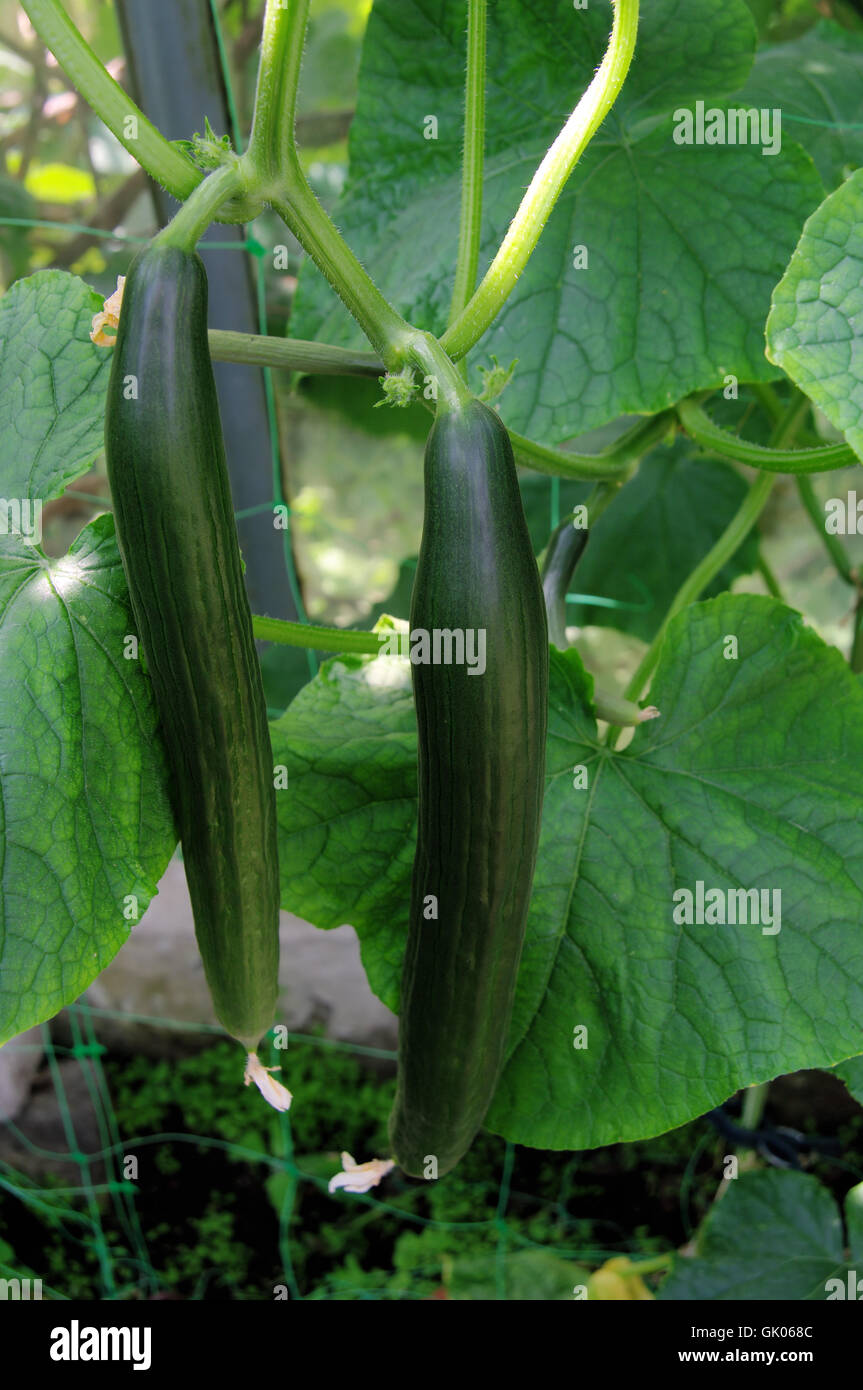 cucumber - cucumber 01 Stock Photo - Alamy