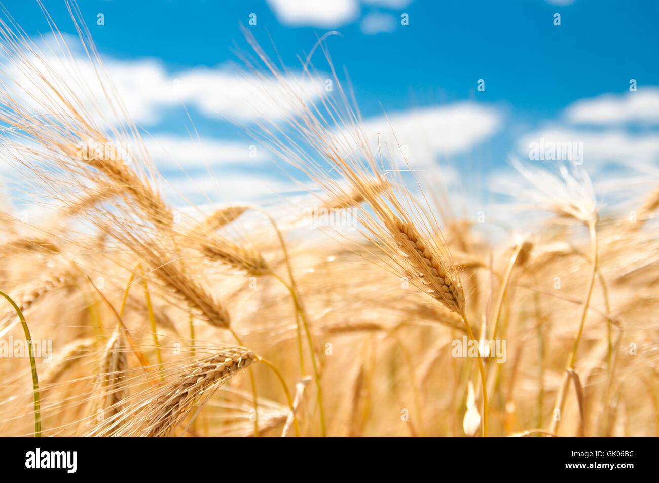 Gold farming hi-res stock photography and images - Alamy