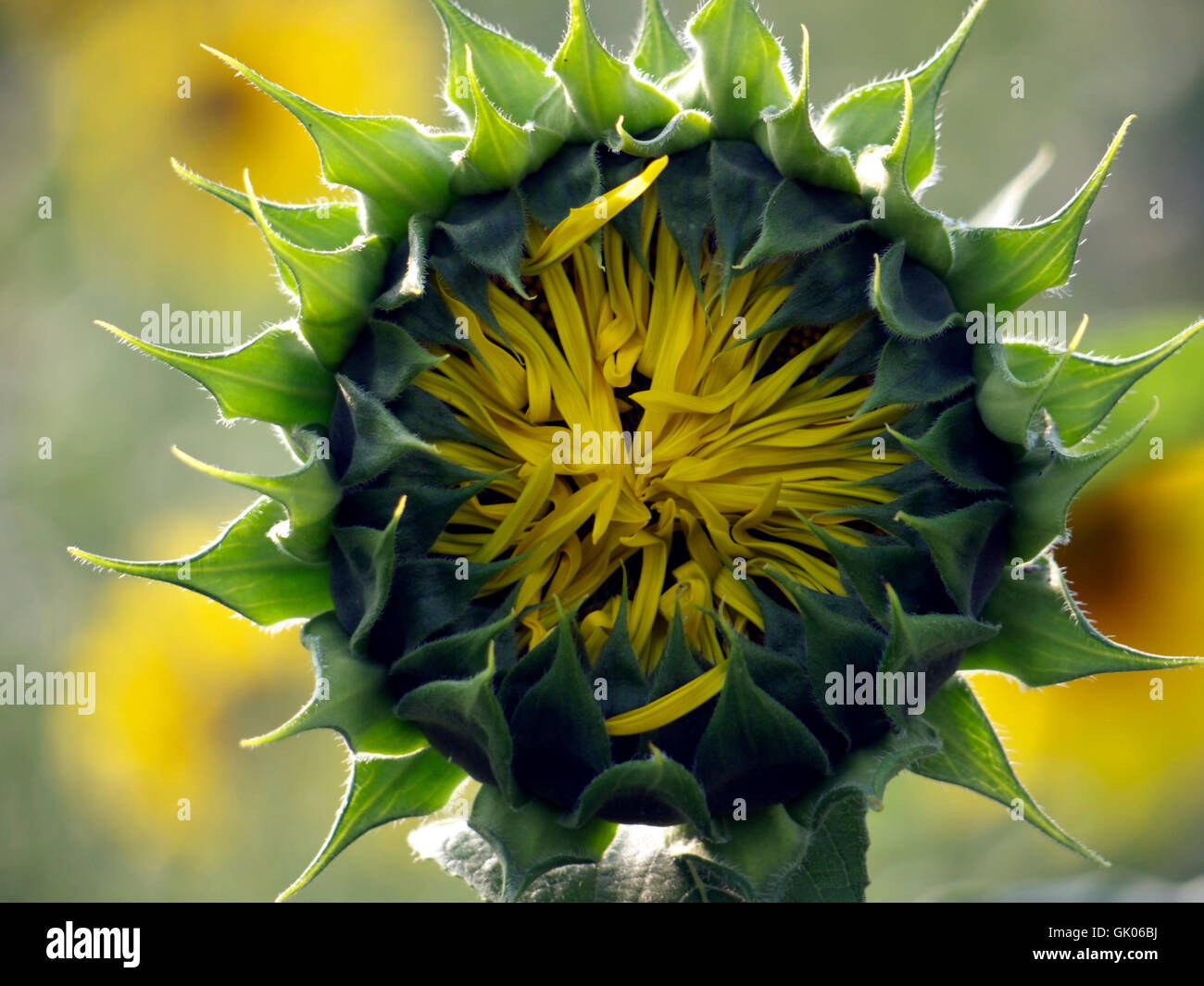 bud of sunflower Stock Photo - Alamy