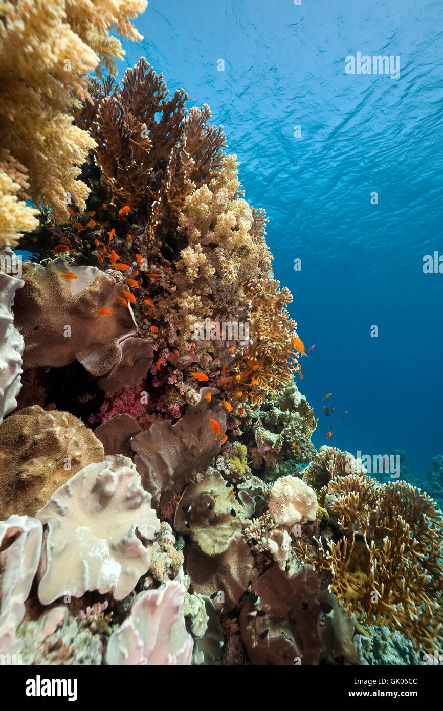 animal fish sunlight Stock Photo - Alamy