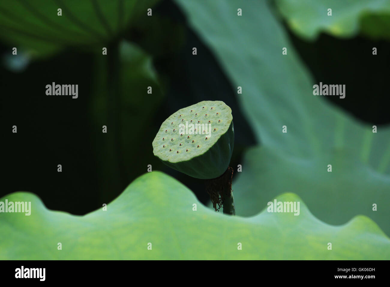 lotus without leaves Stock Photo - Alamy