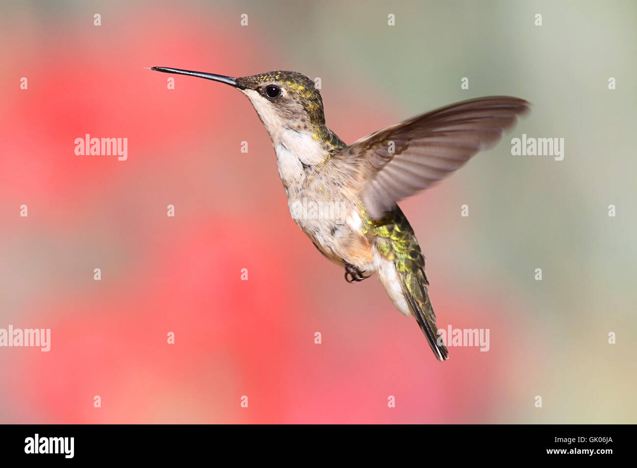 Juvenile hummingbirds hi-res stock photography and images - Alamy