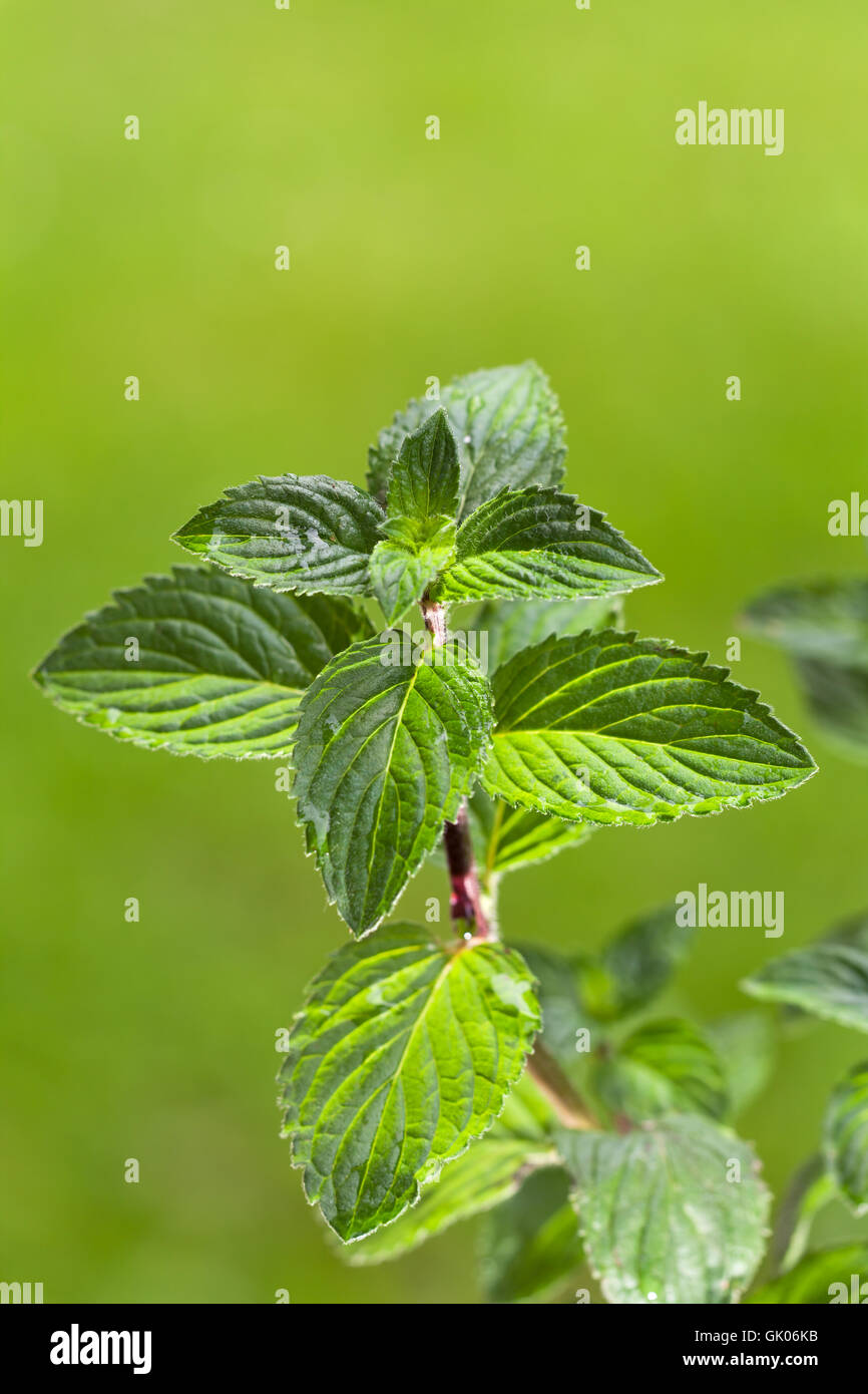 peppermint plant outdoors Stock Photo - Alamy