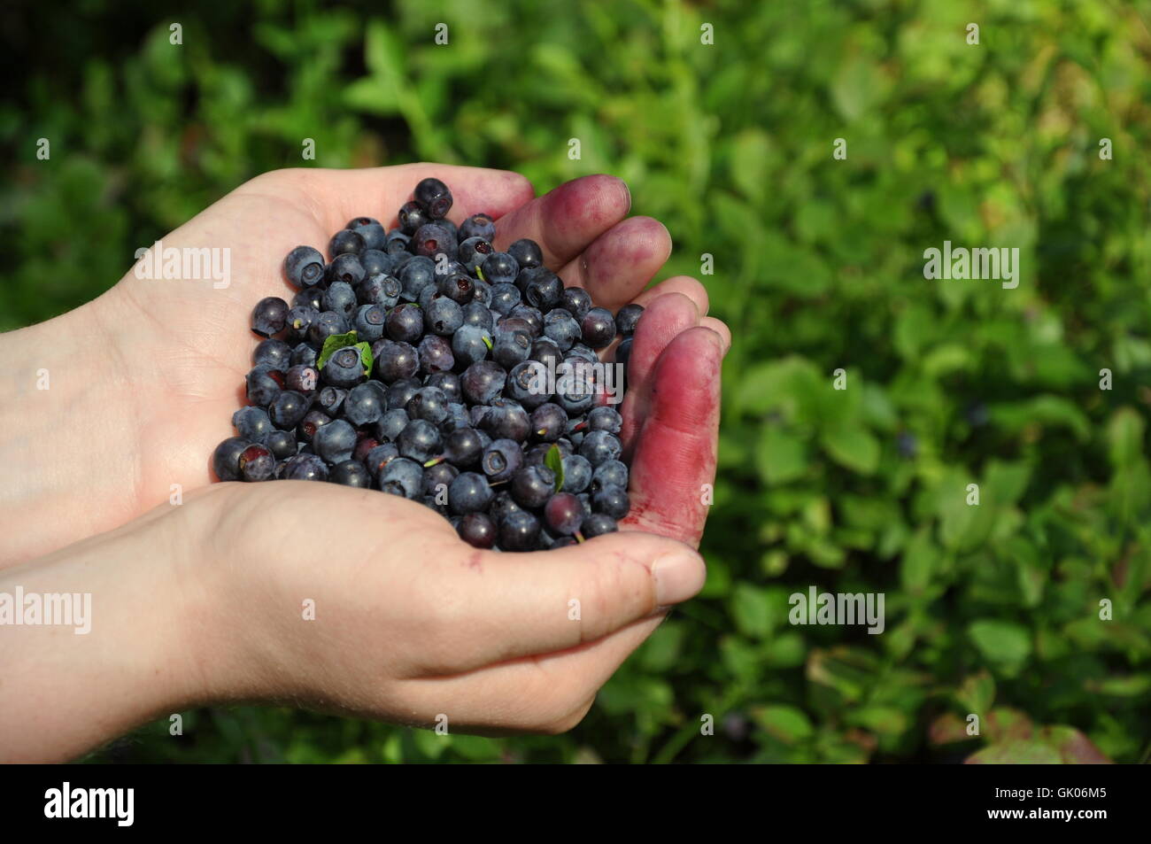 blueberries picking 2 Stock Photo - Alamy