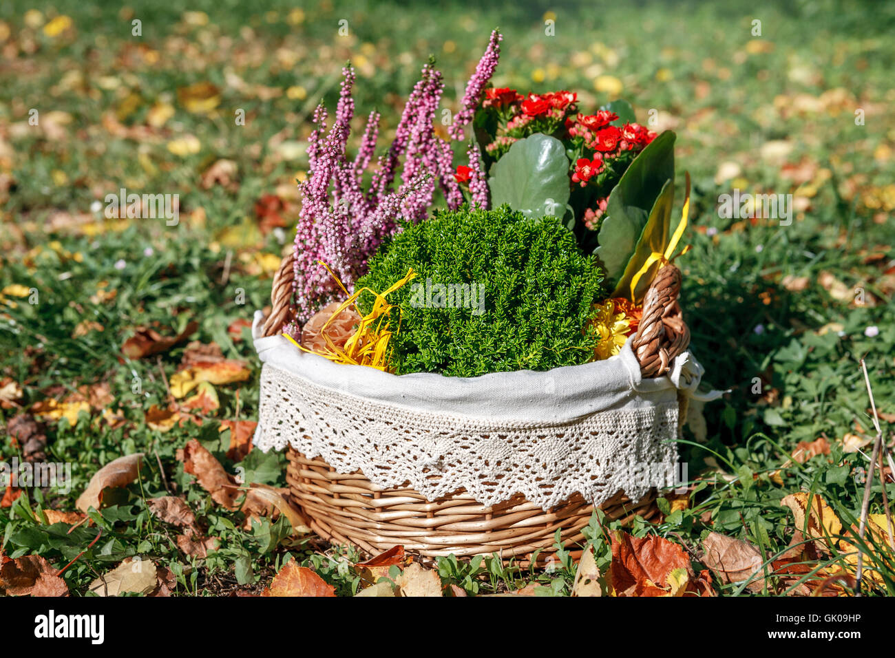 Calluna, hebe and kalanchoe in decorative flower pot Stock Photo - Alamy