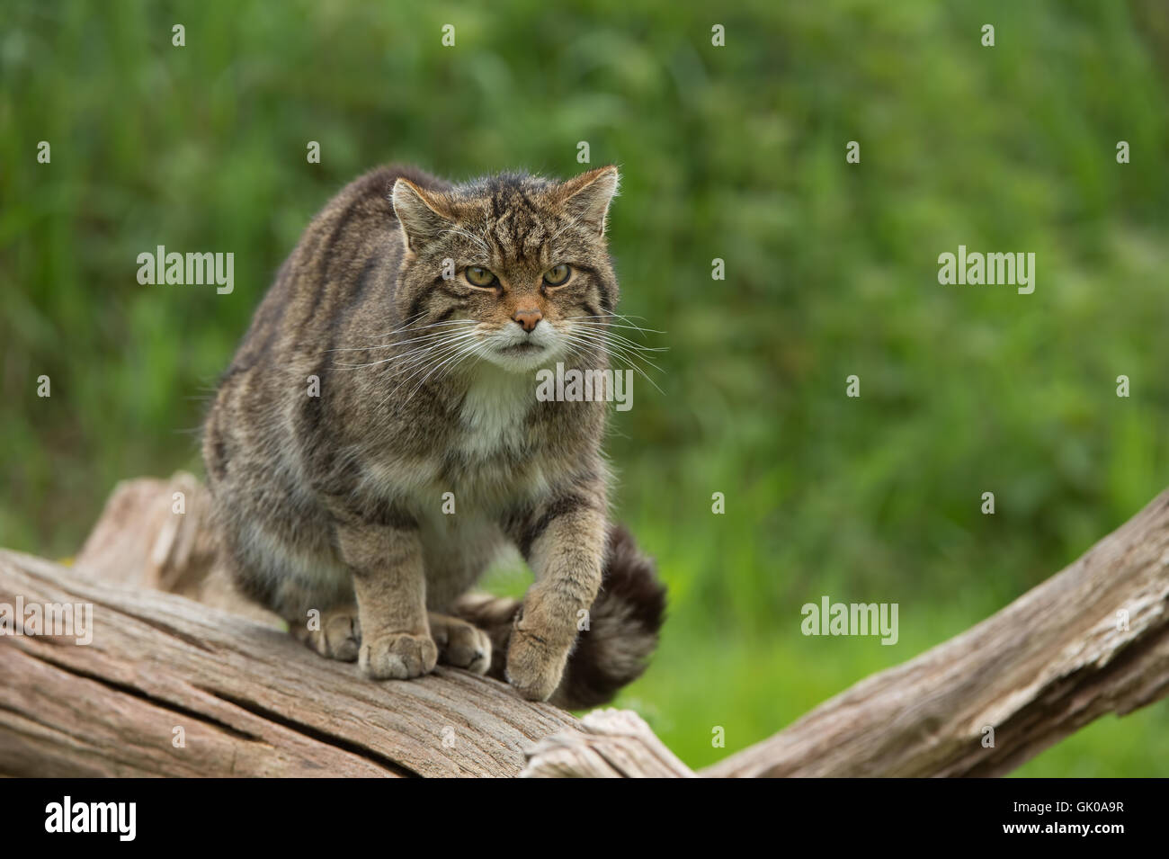 Scottish Wildcat Tail High Resolution Stock Photography and Images - Alamy