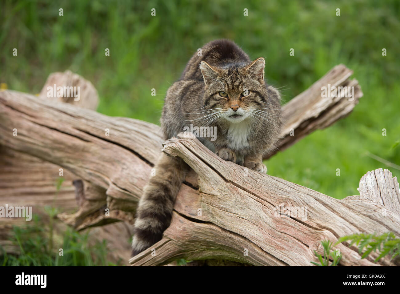 Scottish wildcat tail hi-res stock photography and images - Alamy