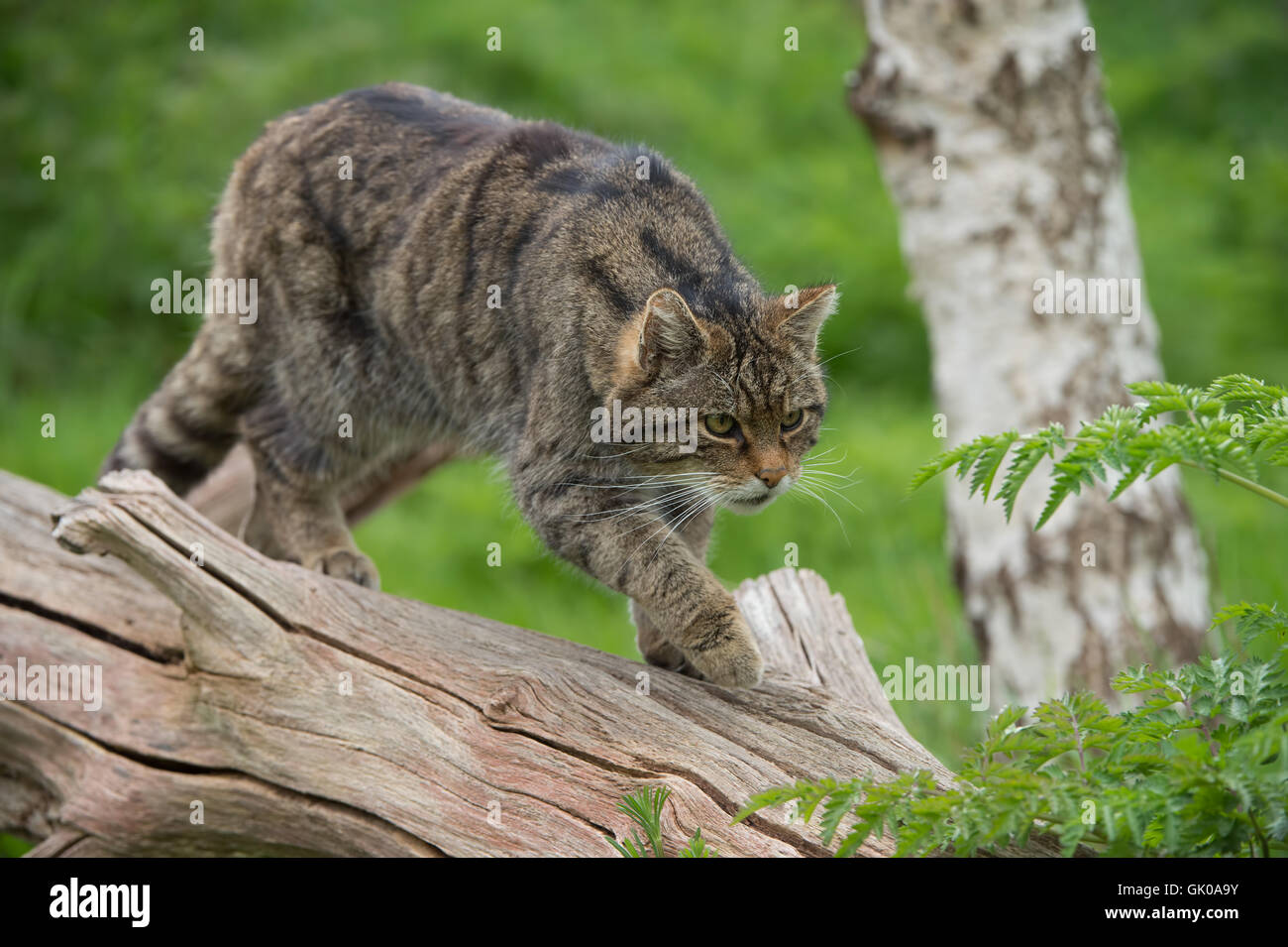 Wild tabby cat with bushy tail hi-res stock photography and images - Alamy