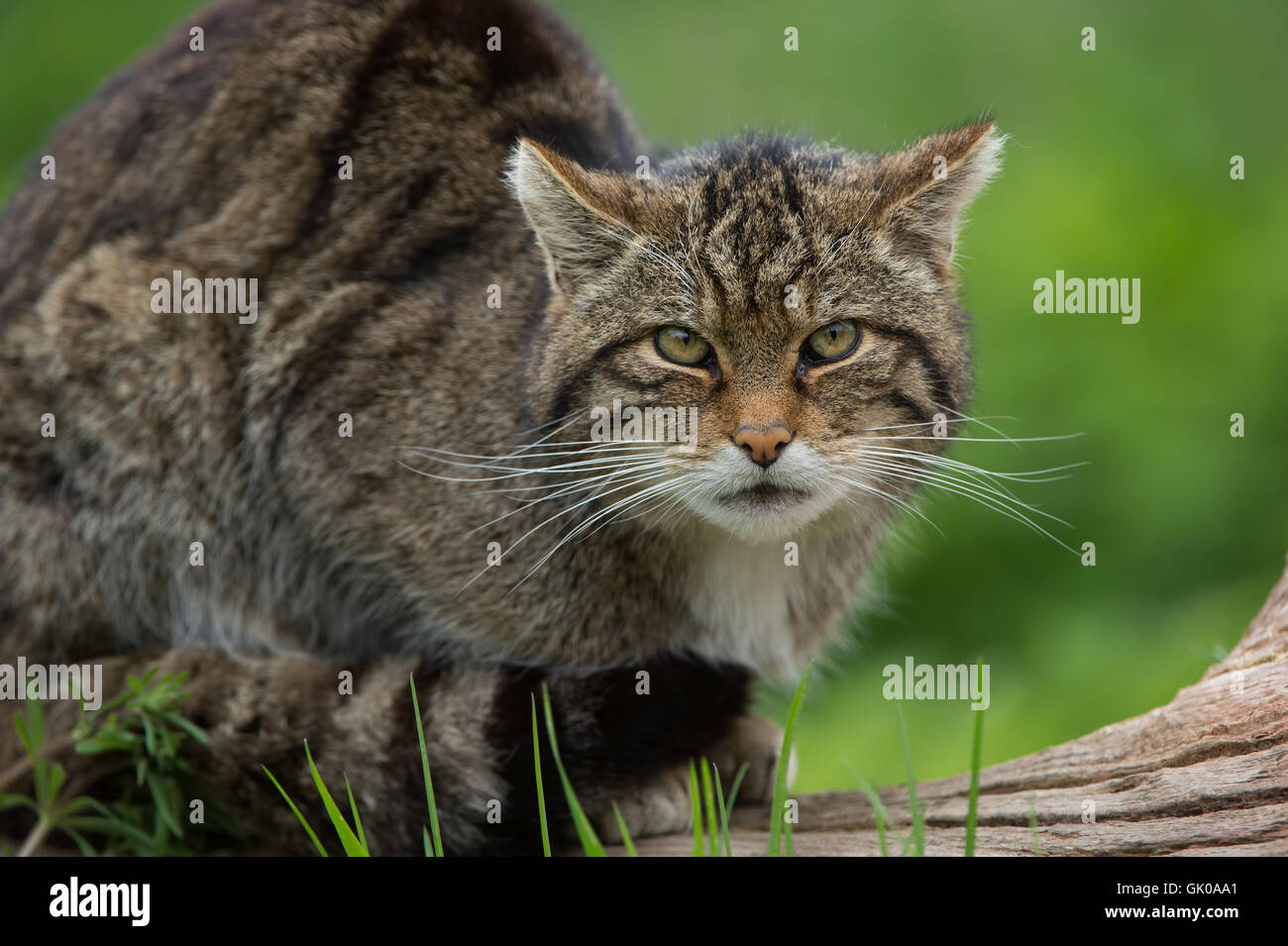 Scottish Wildcat (Felis Silvestris Grampia Stock Photo - Alamy