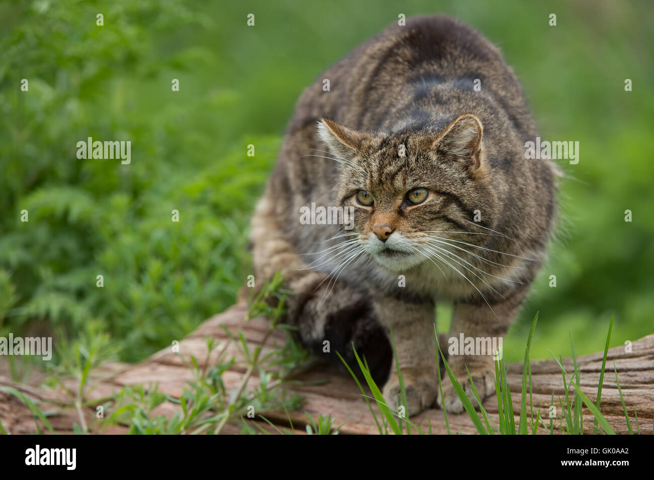 Wild tabby cat with bushy tail hi-res stock photography and images - Alamy